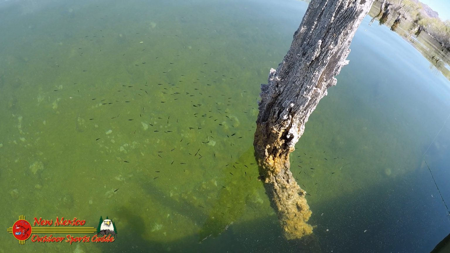 Smallmouth Bass Fry on Lake Mohave